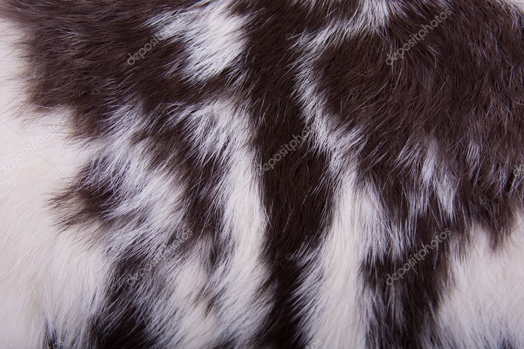 Animal Fur Background Stock Photo by ©bddigitalimages 7347109