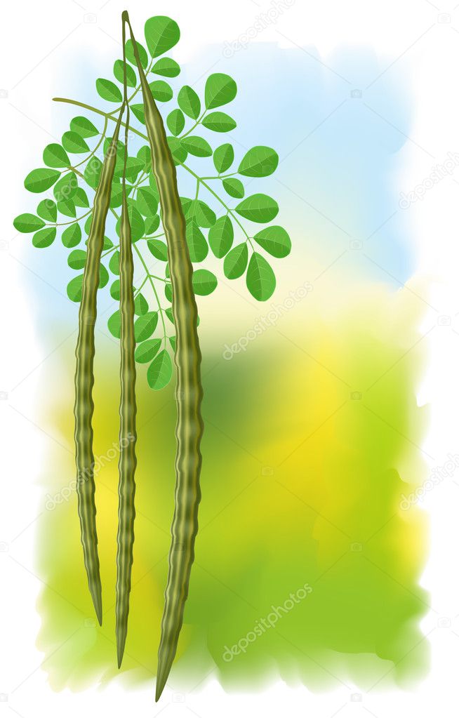 Moringa oleifera. Stock Vector Image by ©spline_x #7544810