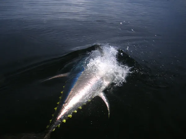 Bluefin tuna Stock Photos, Royalty Free Bluefin tuna Images | Depositphotos