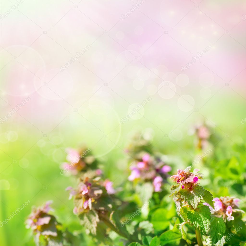 Spring background with flowers — Stock Photo © mythja #6994435