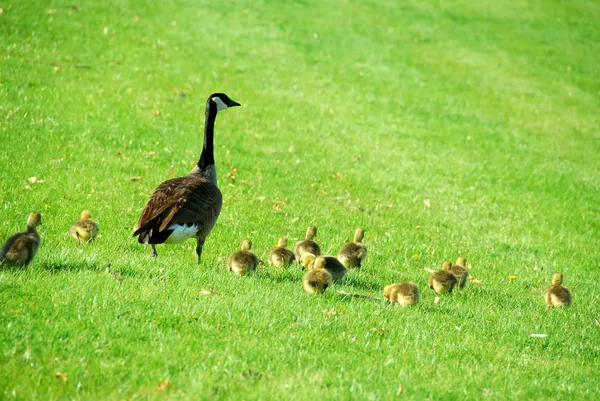 Mother goose Stock Photos, Royalty Free Mother goose Images | Depositphotos