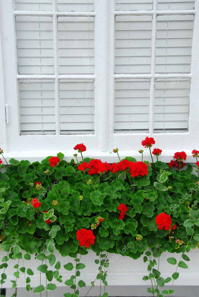 Red Geraniums Window Box