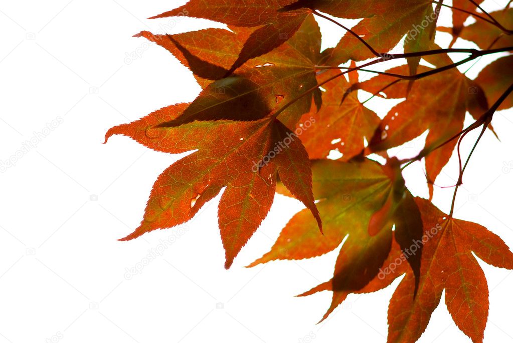 Japanese maple Stock Photo by ©elenathewise 6980594