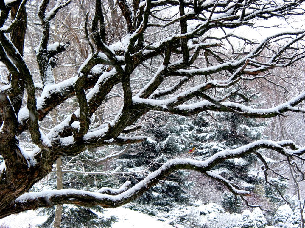 Snowfall and tree Stock Photo by ©elenathewise 7085373
