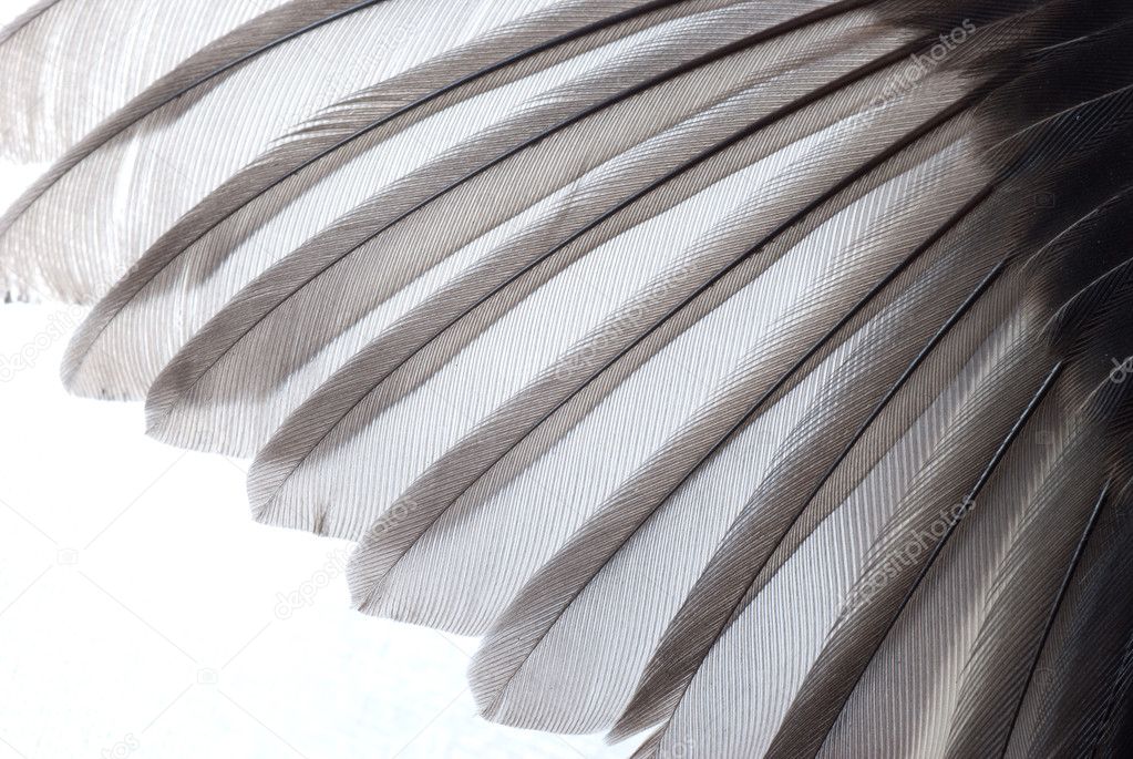 Bird wing texture Stock Photo by ©panxunbin 6917459