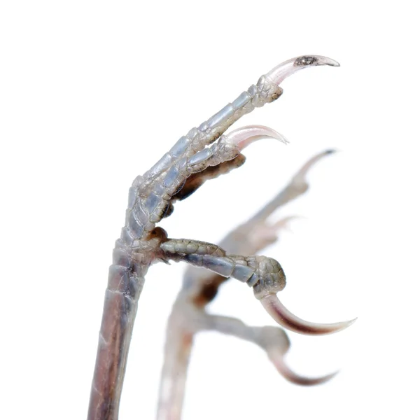 Bird claw isolated — Stock Photo © panxunbin #7304196