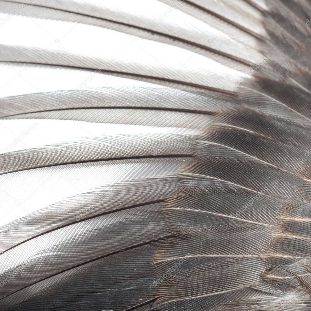 Bird wing texture — Stock Photo © panxunbin #7301508