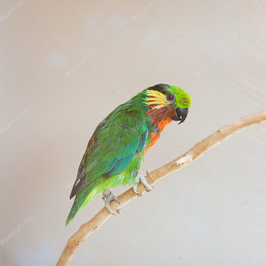 Hermoso loro colorido en el zoológico — Foto de stock #6889418 ...