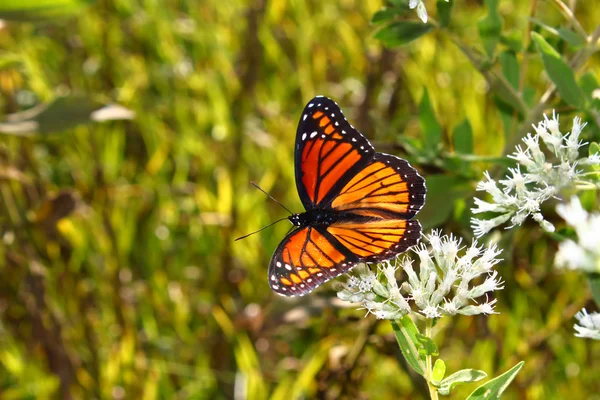Viceroy butterfly Stock Photos, Royalty Free Viceroy butterfly Images ... Viceroy butterfly Stock Photos, Royalty Free Viceroy butterfly Images ...