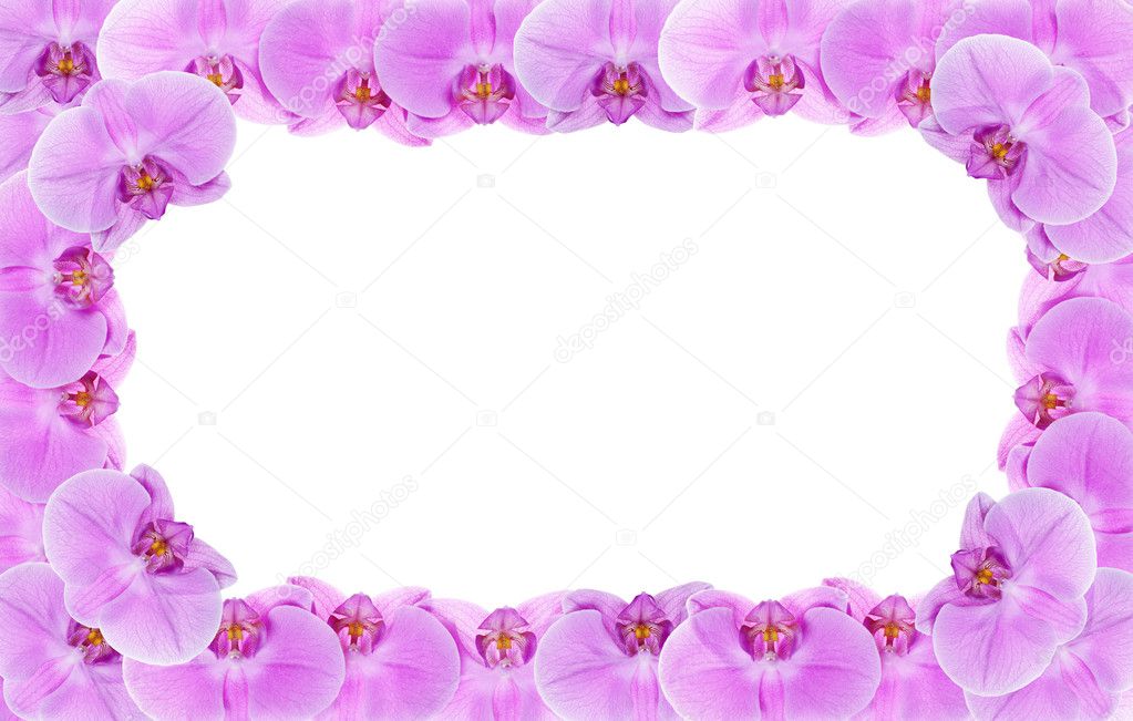 Download - Frame of purple orchids on a white background — Stock Image