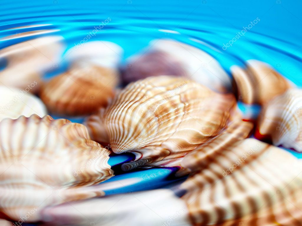 Underwater shells — Stock Photo © claudiodivizia #7428769