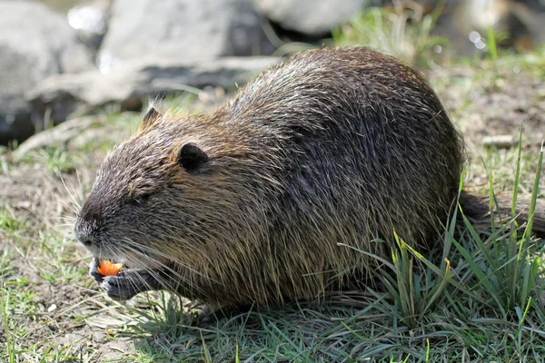 Nutria nutria Stock Photos, Royalty Free Nutria nutria Images ...