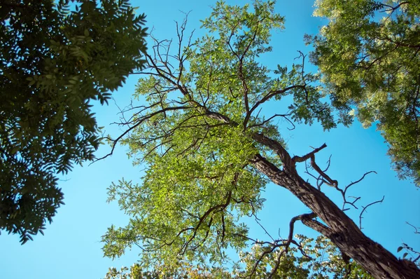 ᐈ Foreshortening stock photos, Royalty Free foreshortening images ...