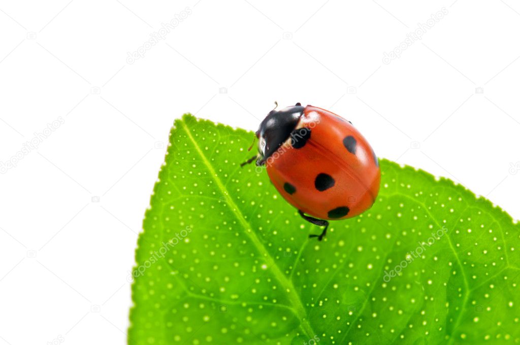 Ladybug — Stock Photo © Ivankmit #7158293