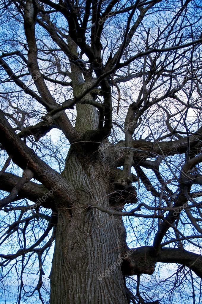 Tree — Stock Photo © Ivankmit #7158448