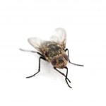 Isolated House Fly Stock Photo by ©macropixel 6298270