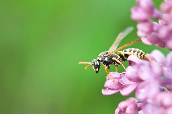 27,534 Wasp Stock Photos, Images | Download Wasp Pictures on Depositphotos®