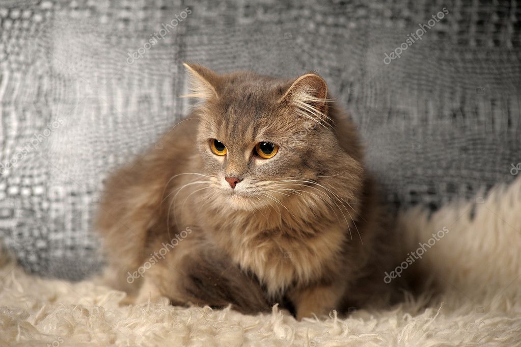 Beautiful fluffy gray cat — Stock Photo © evdoha #7682502