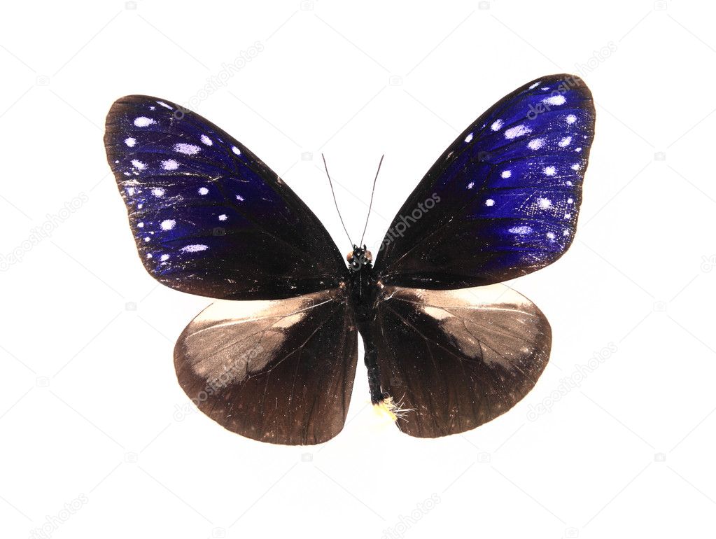 Brown and blue butterflies isolated on a white background Stock Photo ...