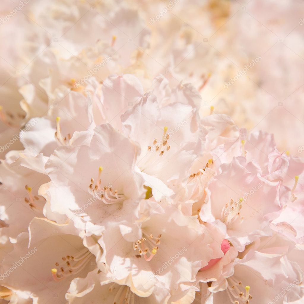 Flowering pale pink azalea background Stock Photo by ©Tamara_k 7614638