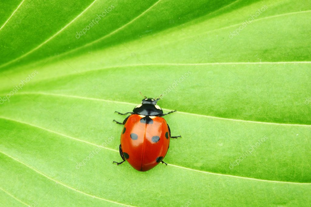 Ladybug on leaf — Stock Photo © yellow2j #7115716