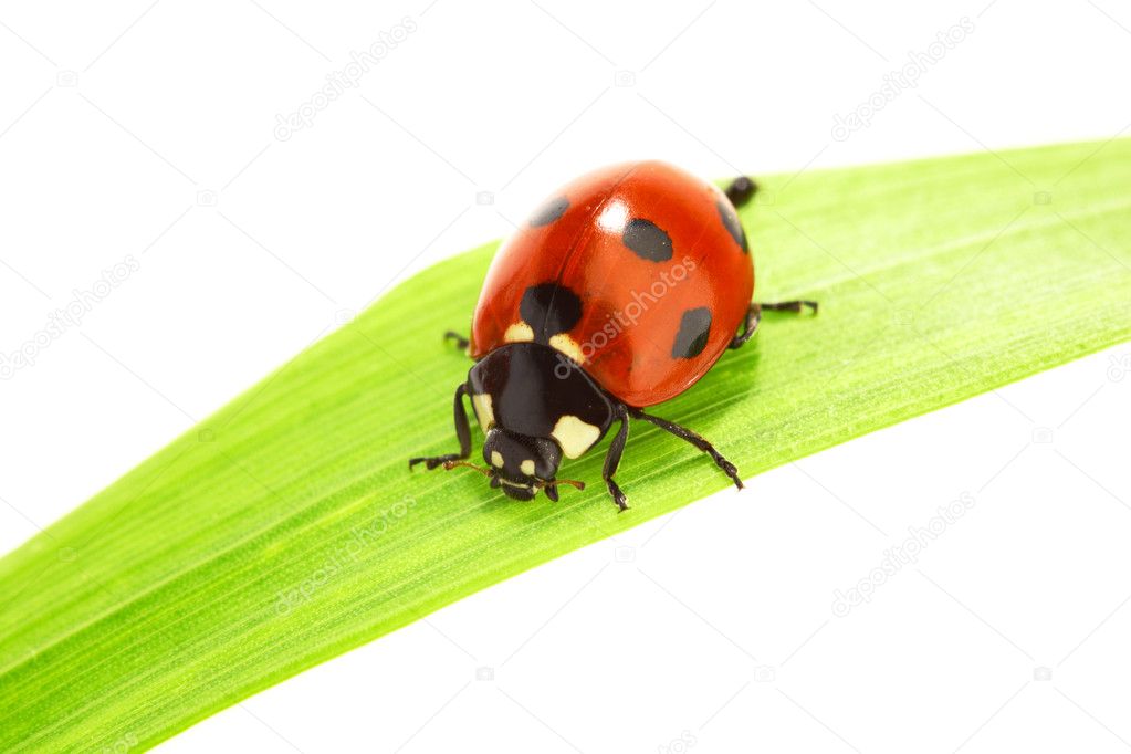 Ladybug on grass Stock Photo by ©yellow2j 7473411