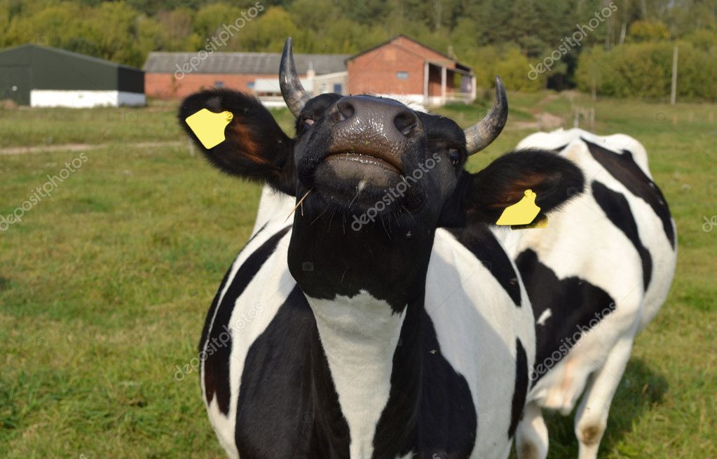 Lowing cow. — Stock Photo © n.shumanski #7164159