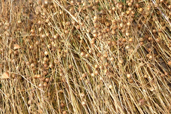 Flax background Stock Photos, Royalty Free Flax background Images ...