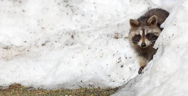 Raccoon snow Stock Photos, Royalty Free Raccoon snow Images | Depositphotos