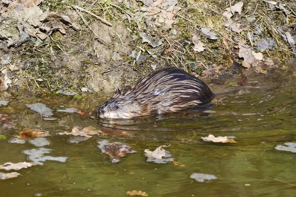 Muskrat eating Stock Photos, Royalty Free Muskrat eating Images ...