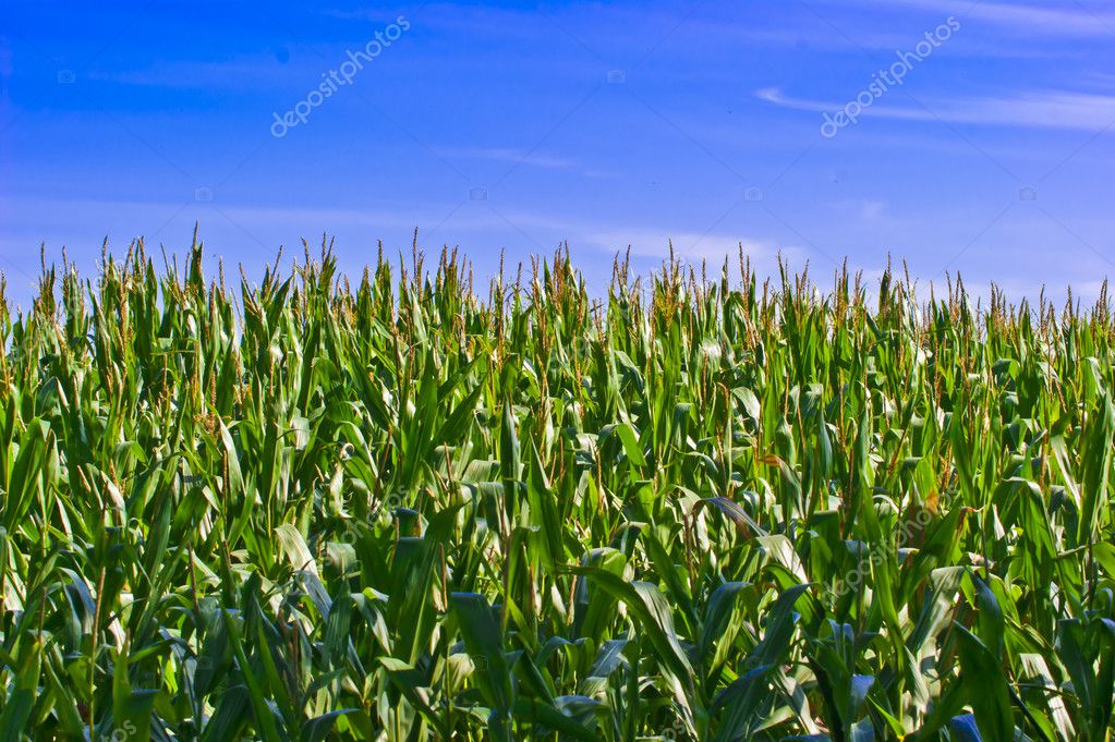 Maize field Stock Photo by ©dar19.30 7564713