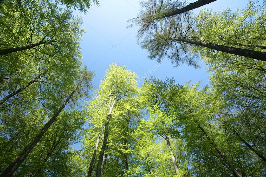 Spring — Stock Photo © jeancliclac #7645670 Spring — Stock Photo © jeancliclac #7645670