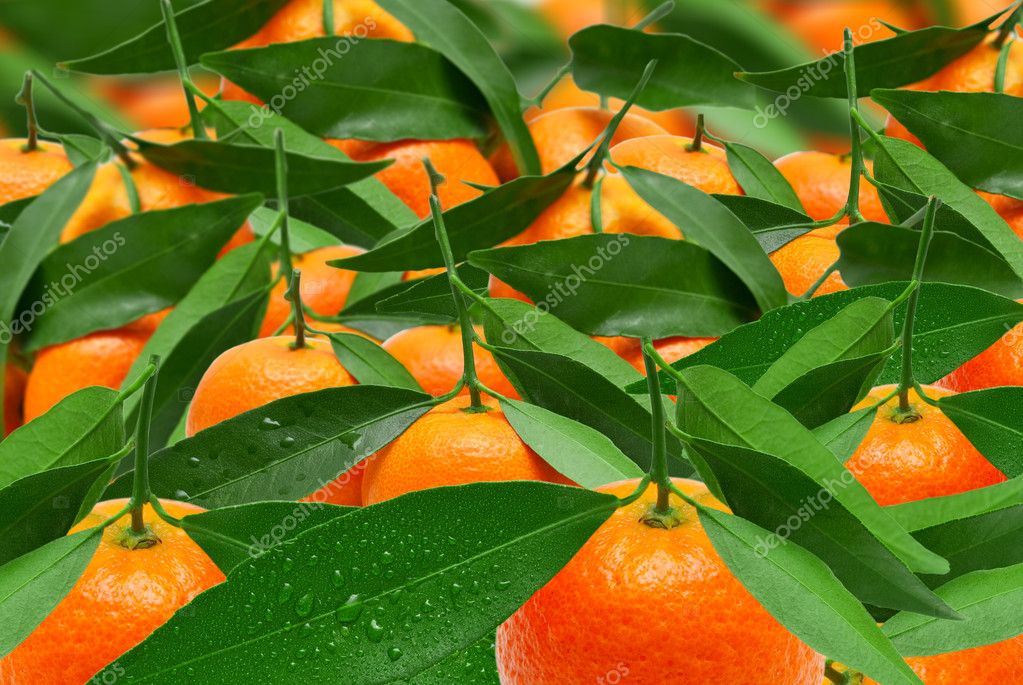 Fresh mandarin background Stock Photo by ©MaxPayne 7827888