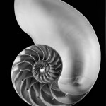 Nautilus shell on black background — Stock Photo © Joingate #4139166