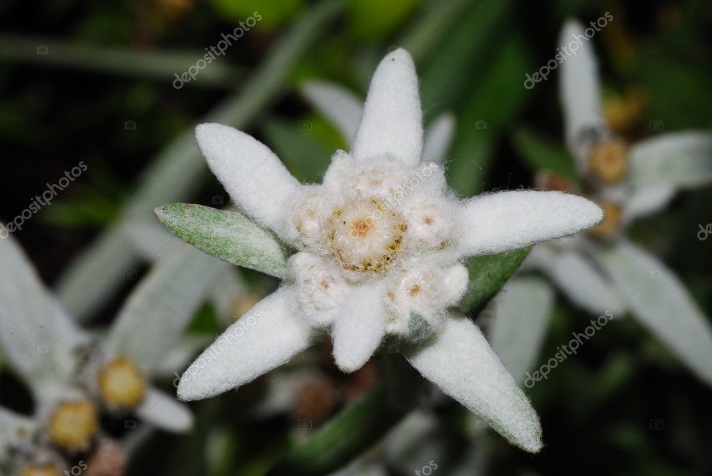 Edelweiss great view Stock Photo by ©thomaseder 7253744