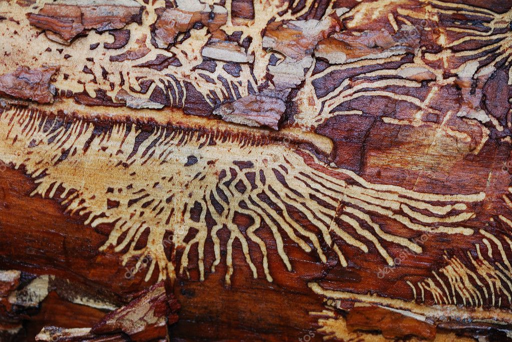 Wood worm pattern — Stock Photo © thomaseder #7370688