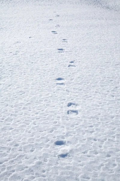 Footsteps on snow - Stock Image - Everypixel