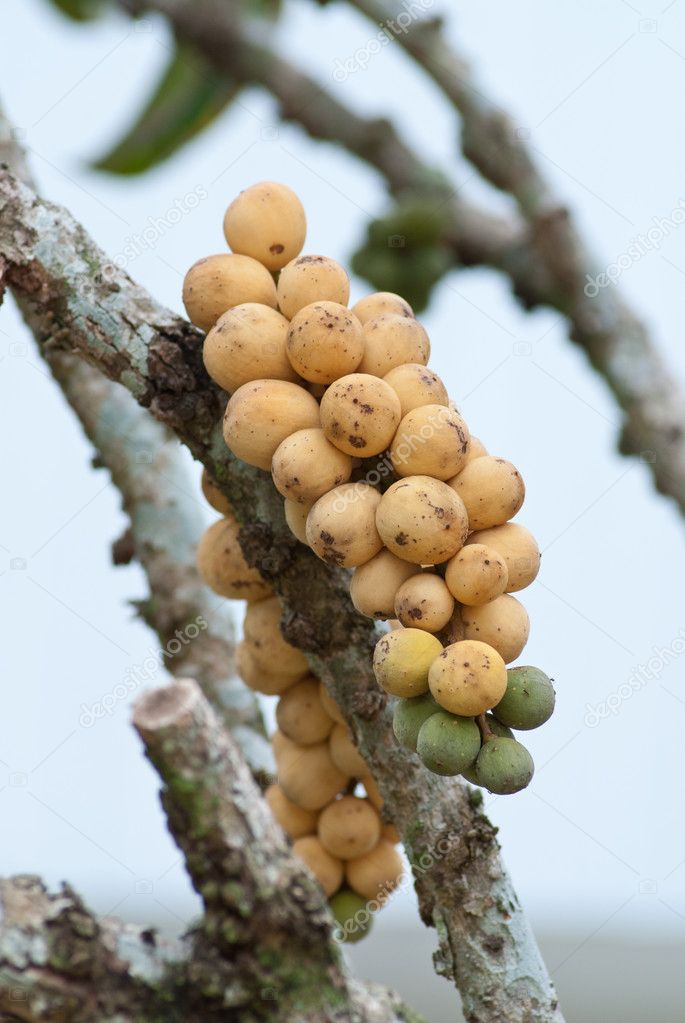 Lanzones Tree Clipart