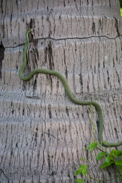 Green snake Stock Photo by ©arztsamui 7778007