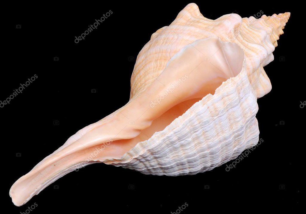 Florida horse conch seashell Stock Photo by ©AnkevanWyk 7185804