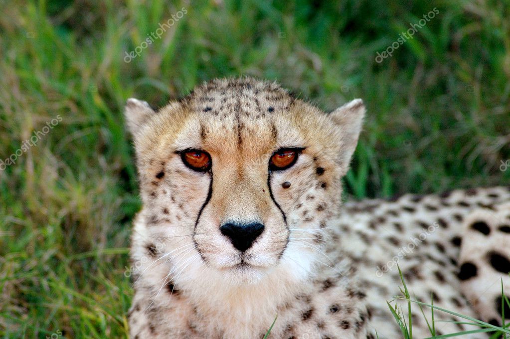 Retrato de Chita — Foto de stock © AnkevanWyk #7272057