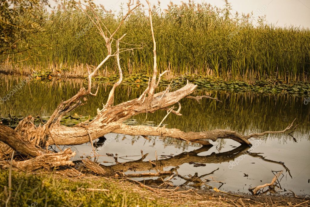 Fallen dead tree on the river bank — Stock Photo © vizualvortex #7714464