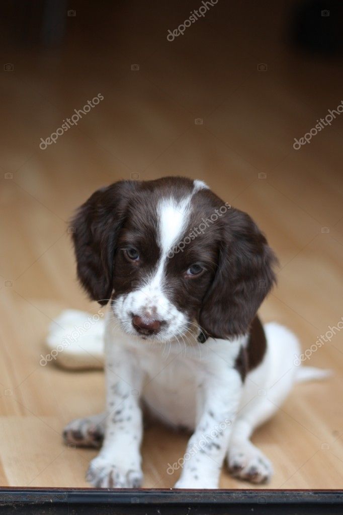 Working English Springer Spaniel puppy Stock Photo by ©chrisga 6882826