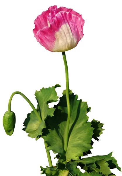 Opium poppy flower — Stock Photo © kritiya #7813059