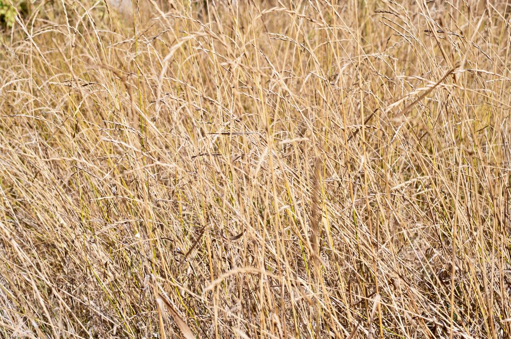 Faded grass — Stock Photo © filip78 #7759772