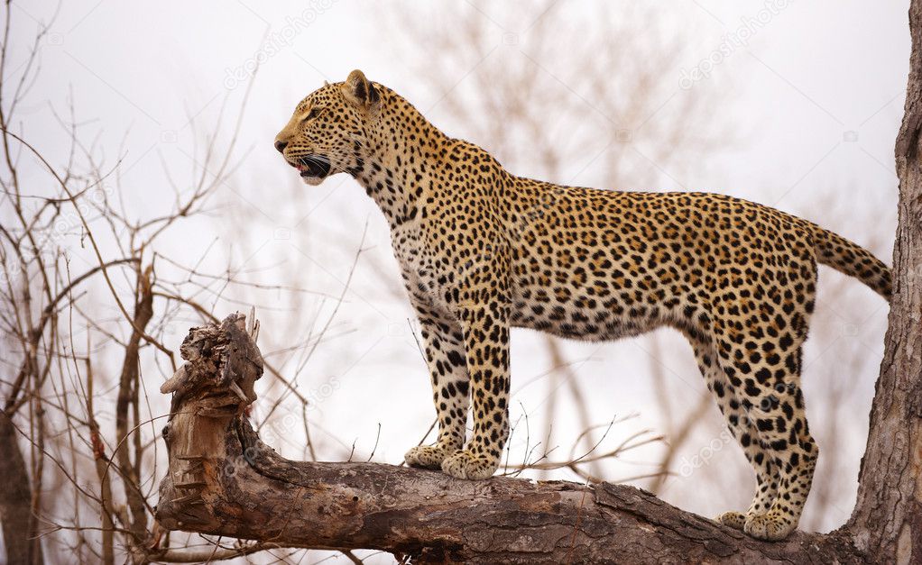 Leopard standing on the tree Stock Photo by ©hedrus 6948972