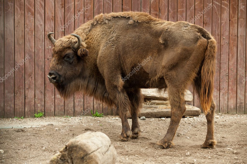 Aurochs Stock Photo by ©SergeBlack 7405038