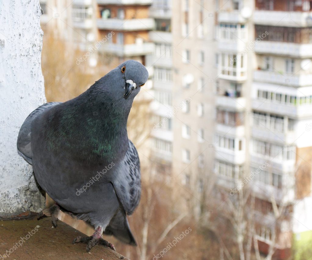 Dove sitting on window sills Stock Photo by ©leopolis 7317655