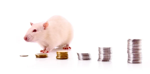 White rat count coins isolated on white — Stock Photo © belchonock #6779293