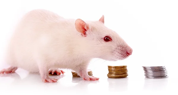White rat count coins isolated on white — Stock Photo © belchonock #6779293